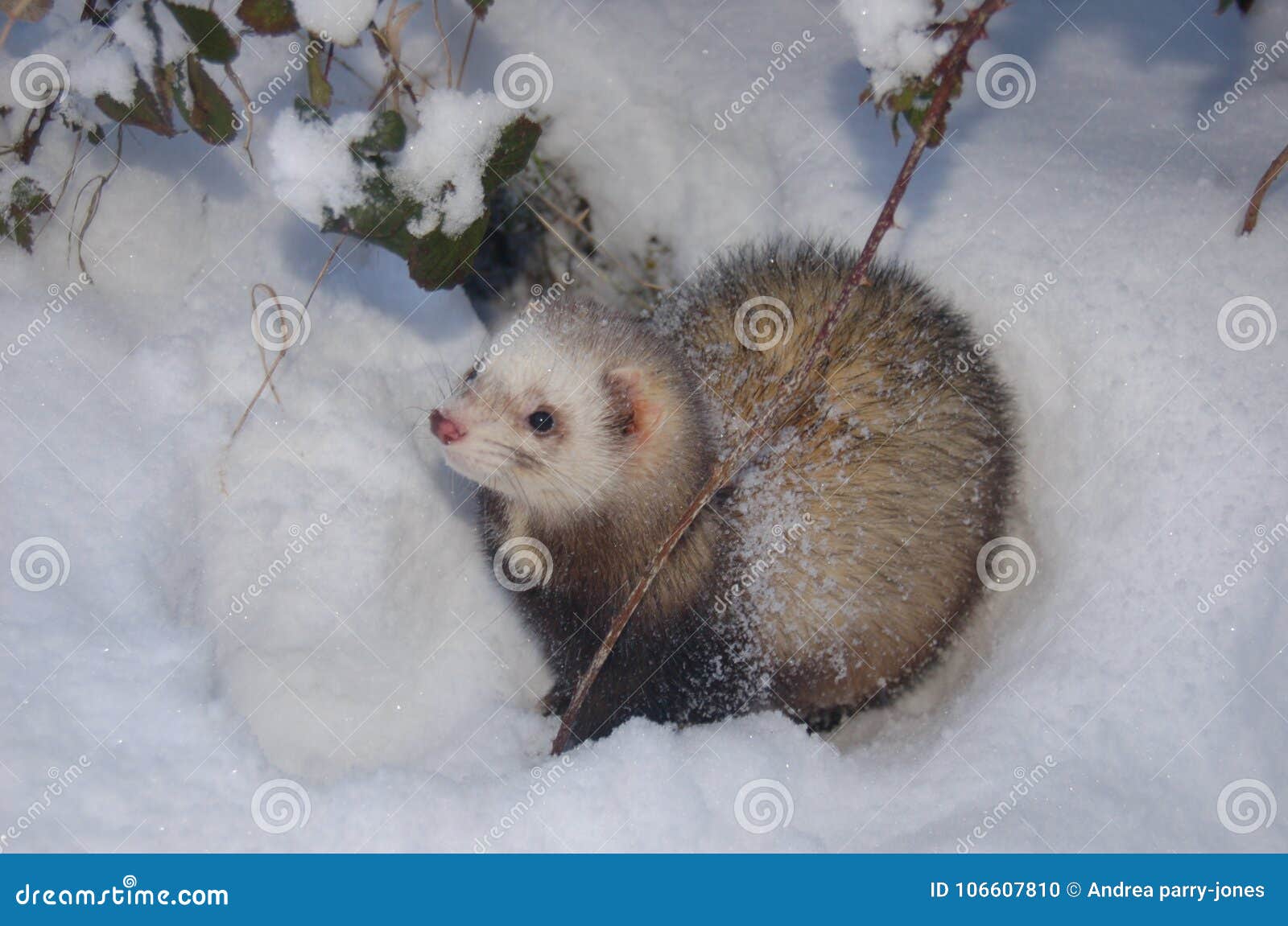 Snowy ferret stock photo. Image of white, close, ferrets - 106607810