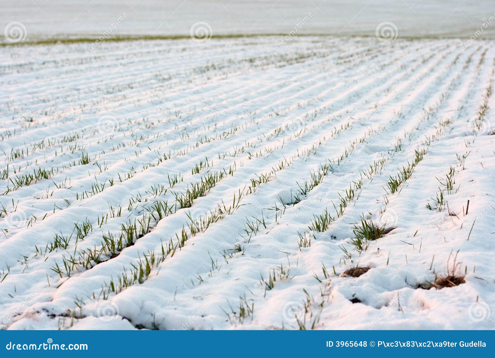 Snowy field stock photo. Image of country, industry, grass - 3965648