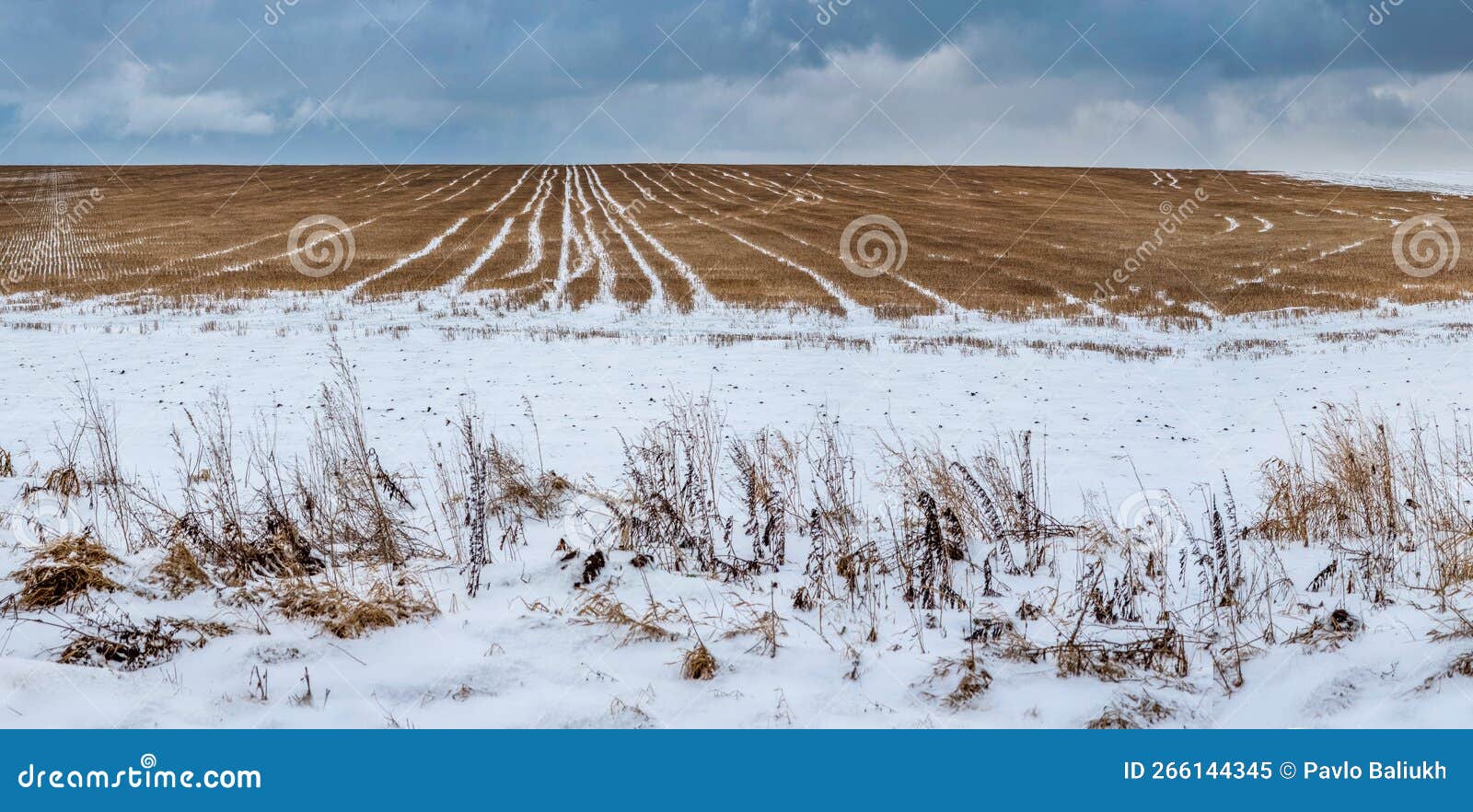 A Snowy Field with Lines of Stubble Patterns after Harvest, Dark Sky ...
