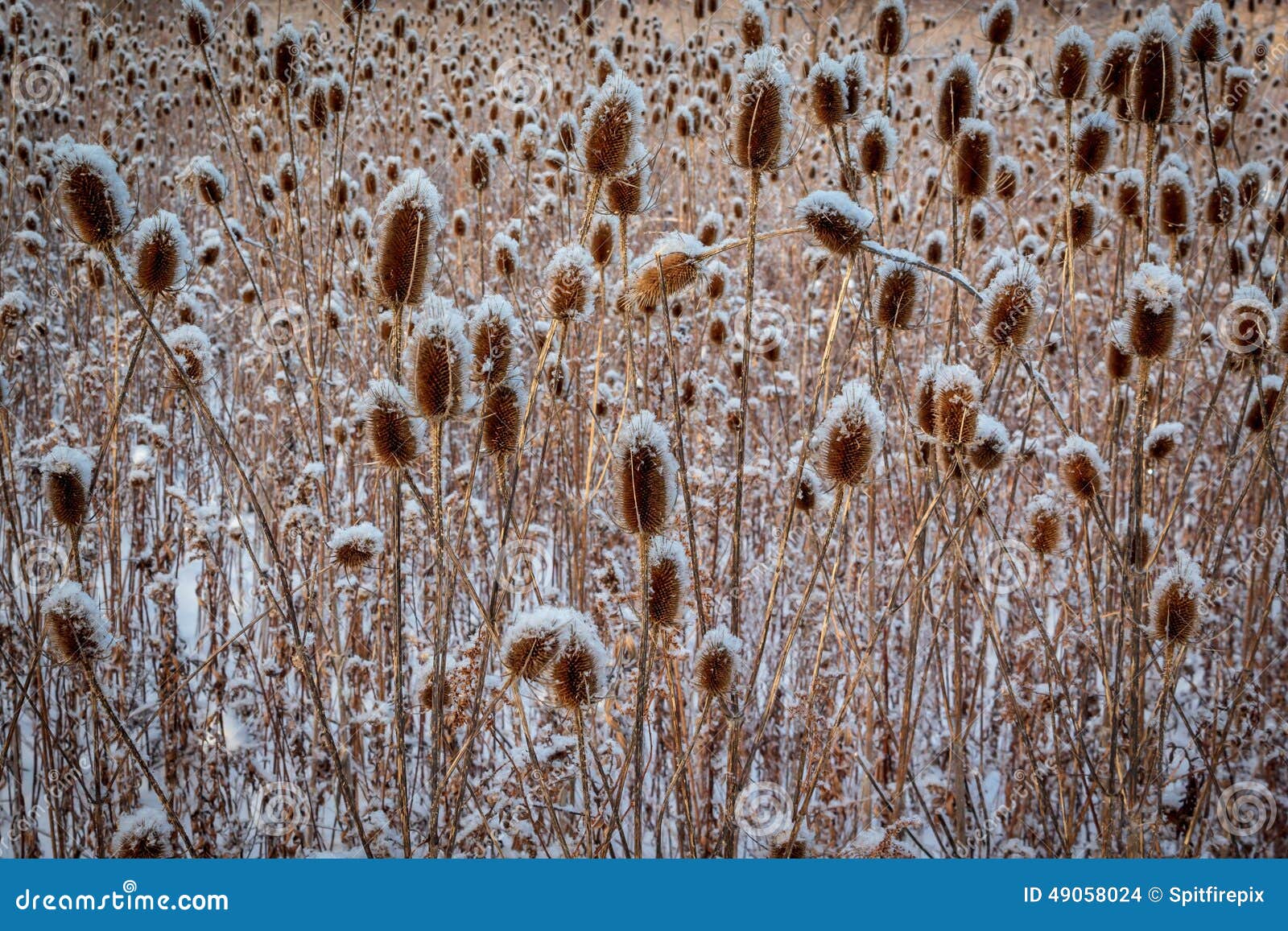 Snowy Field of Thistles stock photo. Image of field, snow - 49058024