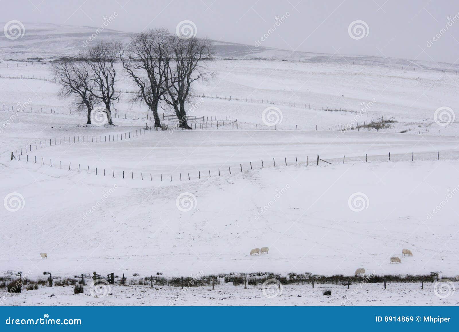 Snowy Fields stock image. Image of fields, storm, freeze - 8914869