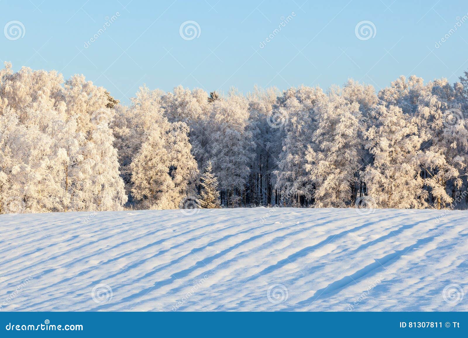 Snowy fields at the forest stock image. Image of fields - 81307811