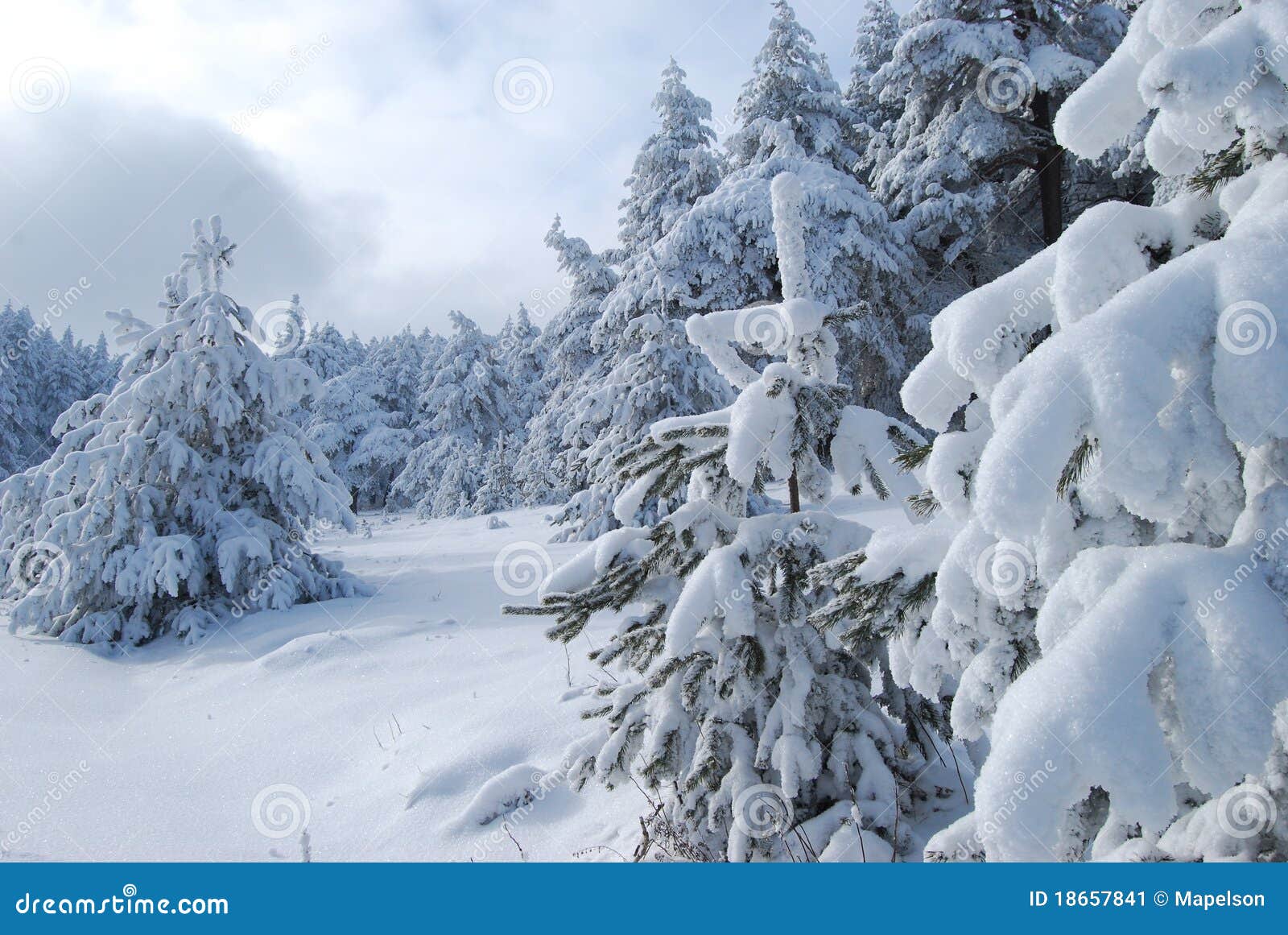 Snowy fir forest stock image. Image of branches, holiday - 18657841