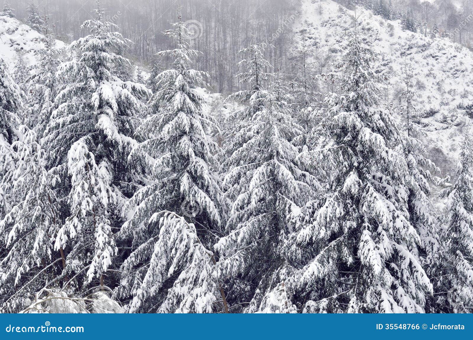 Snowy fir. stock photo. Image of outdoor, landscape, beauty - 35548766