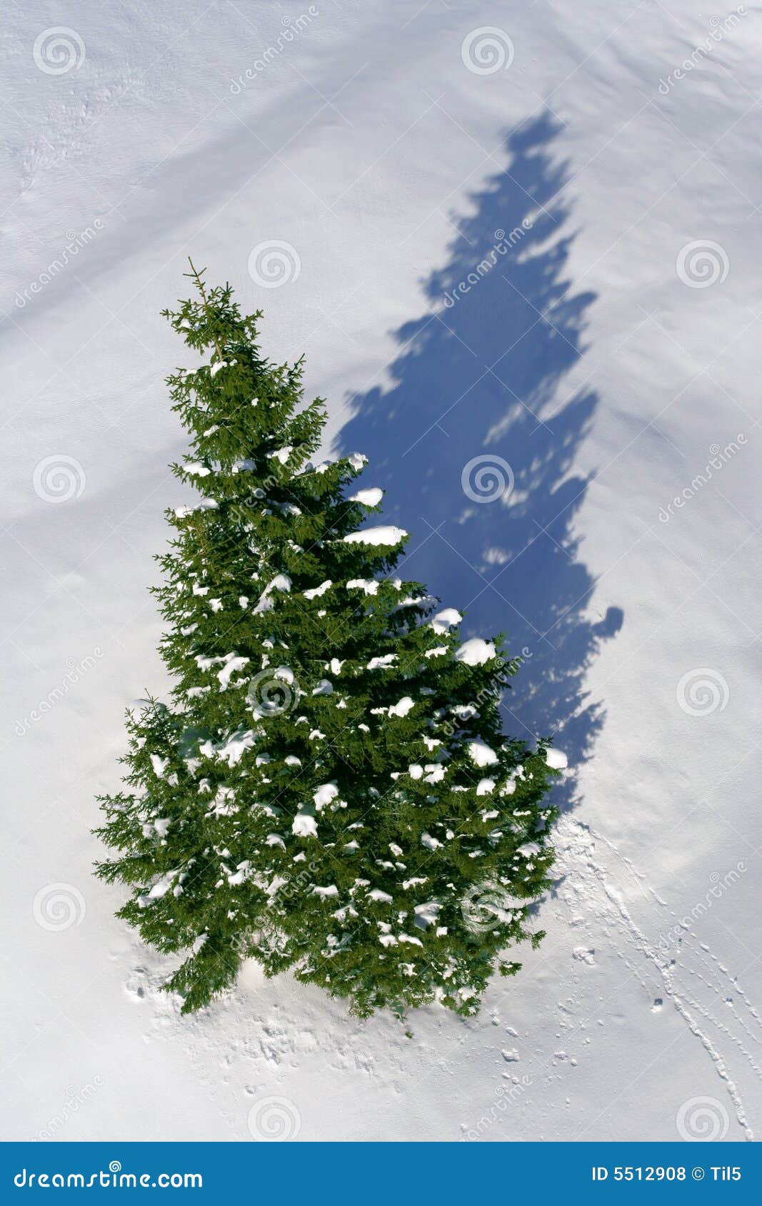 Snowy Fir Tree Casting Shadow Stock Photo - Image of camera, white: 5512908