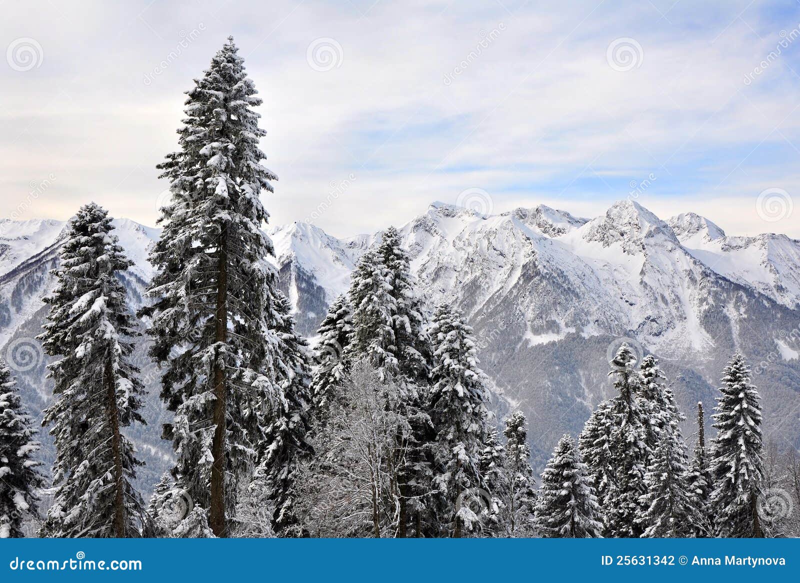 Snowy fir tree forest stock photo. Image of celebration - 25631342