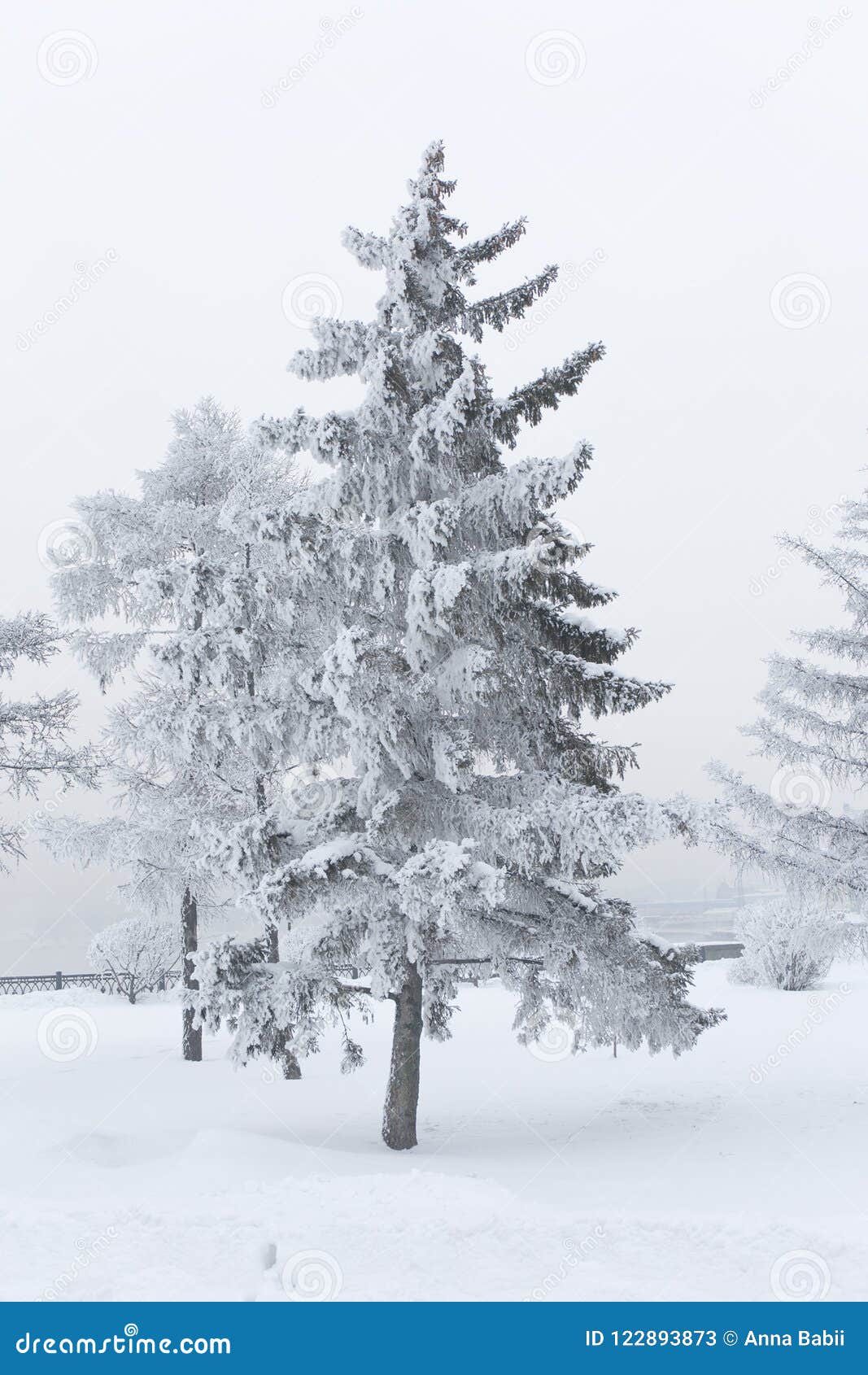 A Snowy Fir Tree. Winter Frost Tree. Stock Image - Image of scene ...