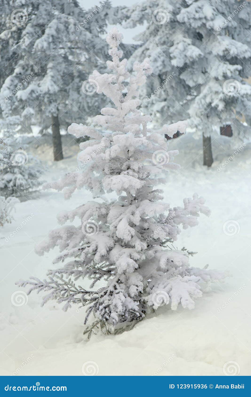 A Snowy Fir Tree. Winter Frost Tree. Stock Photo - Image of landscape ...