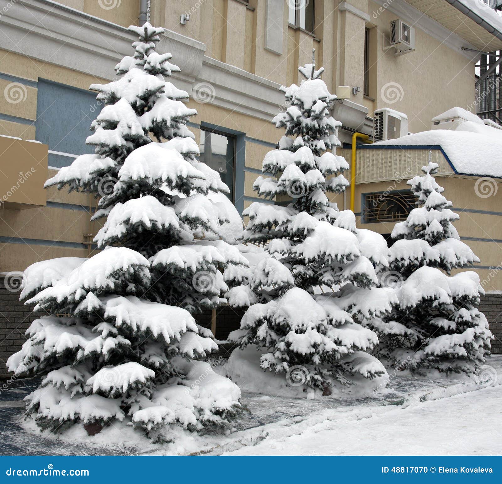 Snowy fir trees stock photo. Image of snowy, merry, white - 48817070