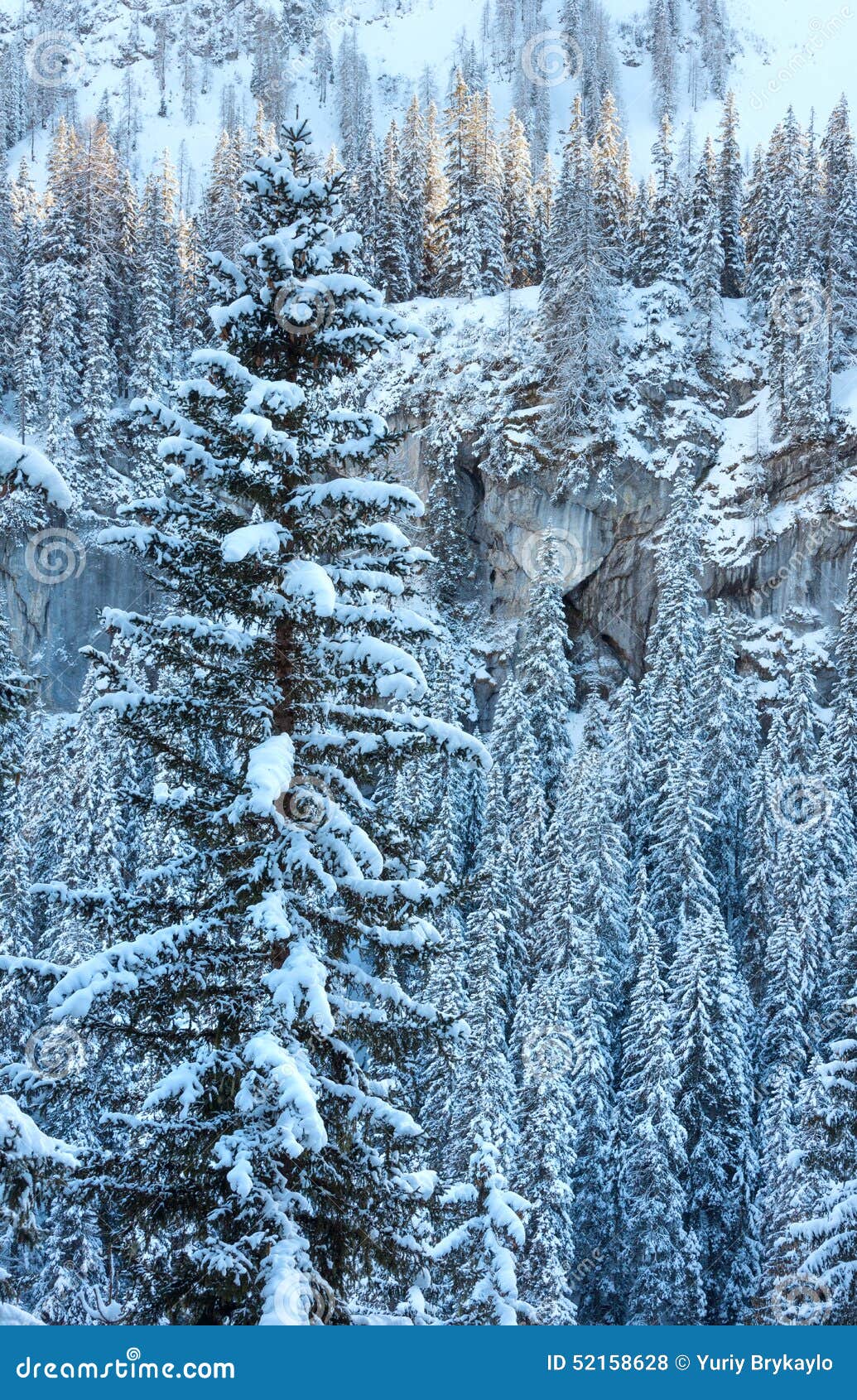 Snowy fir trees. stock photo. Image of snowy, nature - 52158628