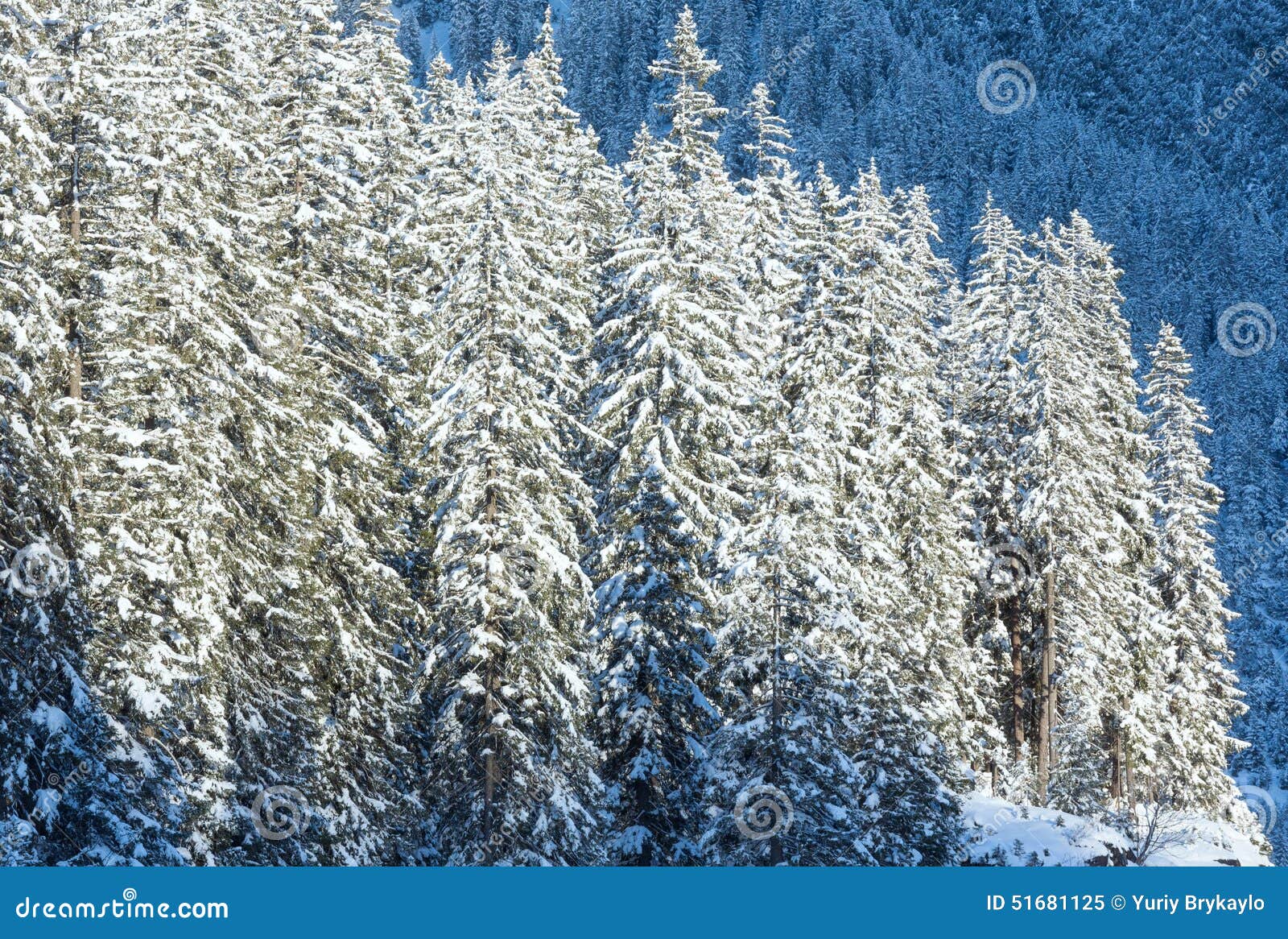 Snowy fir trees. stock image. Image of snowy, austria - 51681125