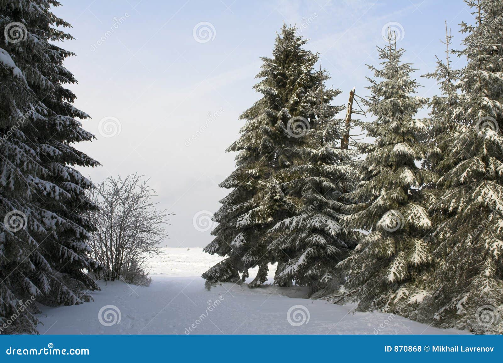 Snowy fir trees (pines) stock photo. Image of christmas - 870868