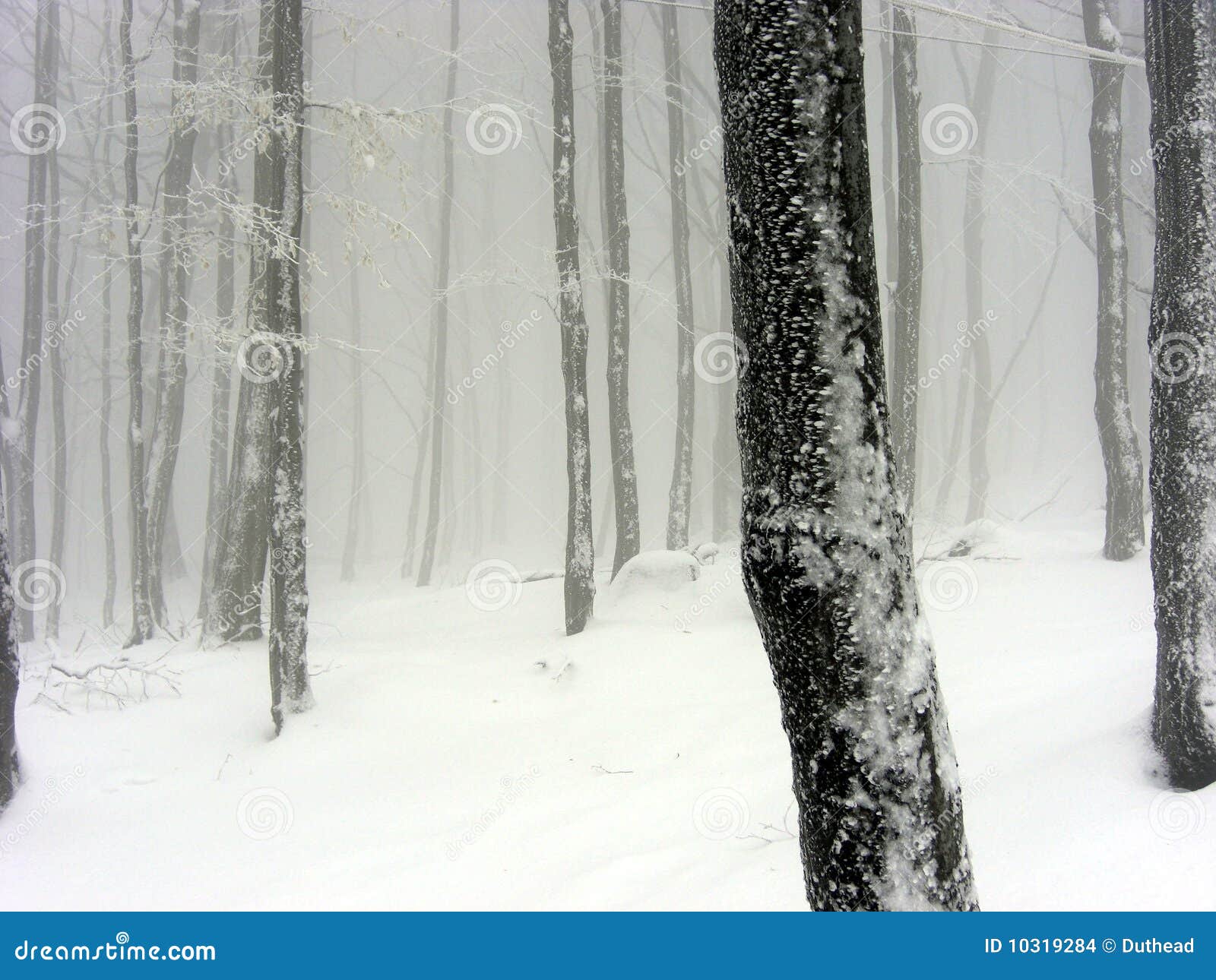 Snowy foggy landscape stock photo. Image of misky, snowy - 10319284