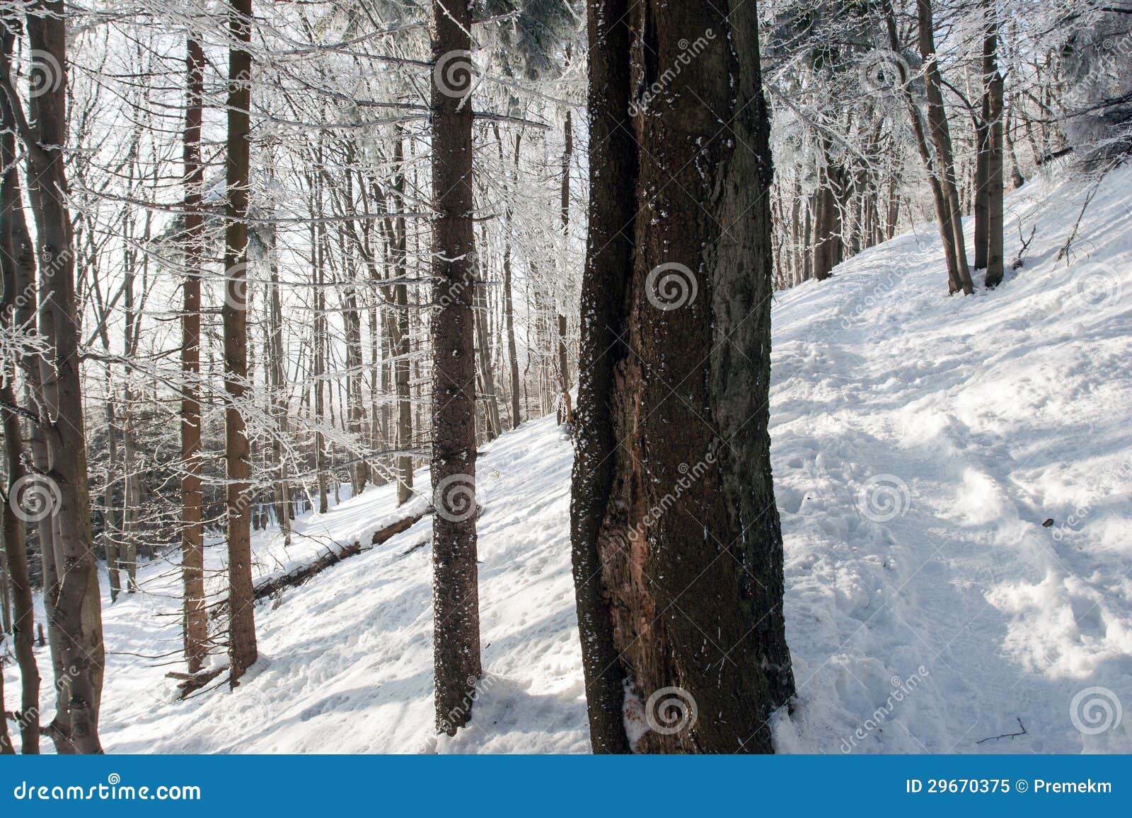 Snowy Footpath through a Sunny Forest. Stock Image - Image of path ...