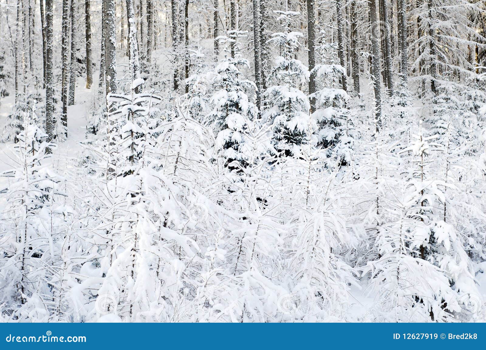 Snowy forest stock image. Image of landscape, tranquility - 12627919