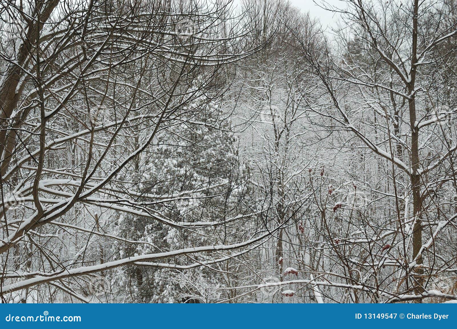 Snowy Forest stock image. Image of woods, frigid, northern - 13149547