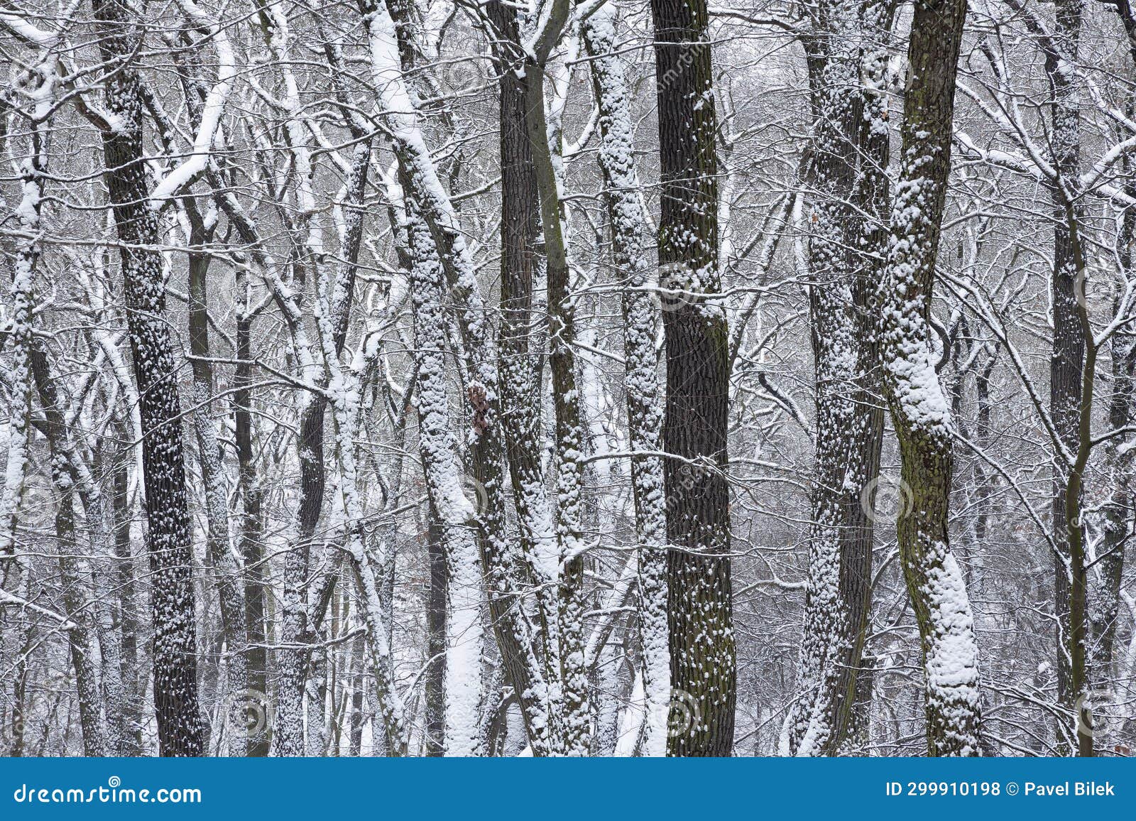 Snowy Forest, Background of Snowy Trees, Landscape of Snowy Trees Stock ...