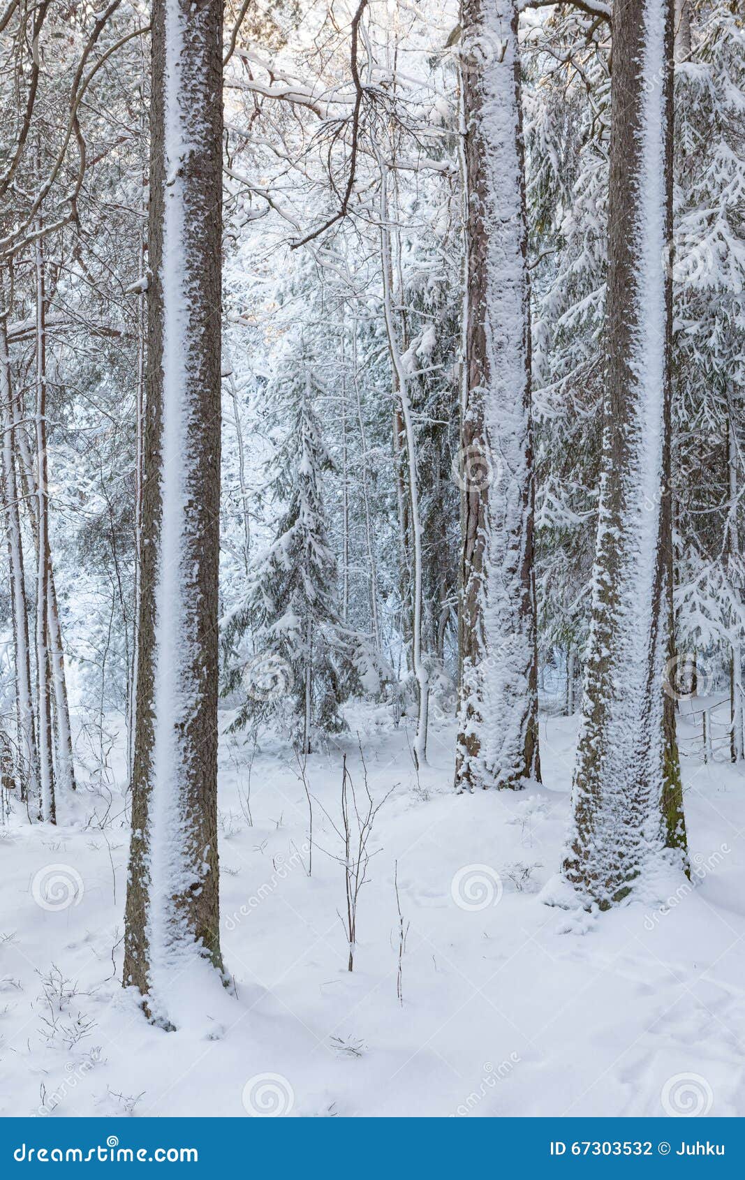 Snowy Forest after Blizzard Stock Photo - Image of weather, winter ...