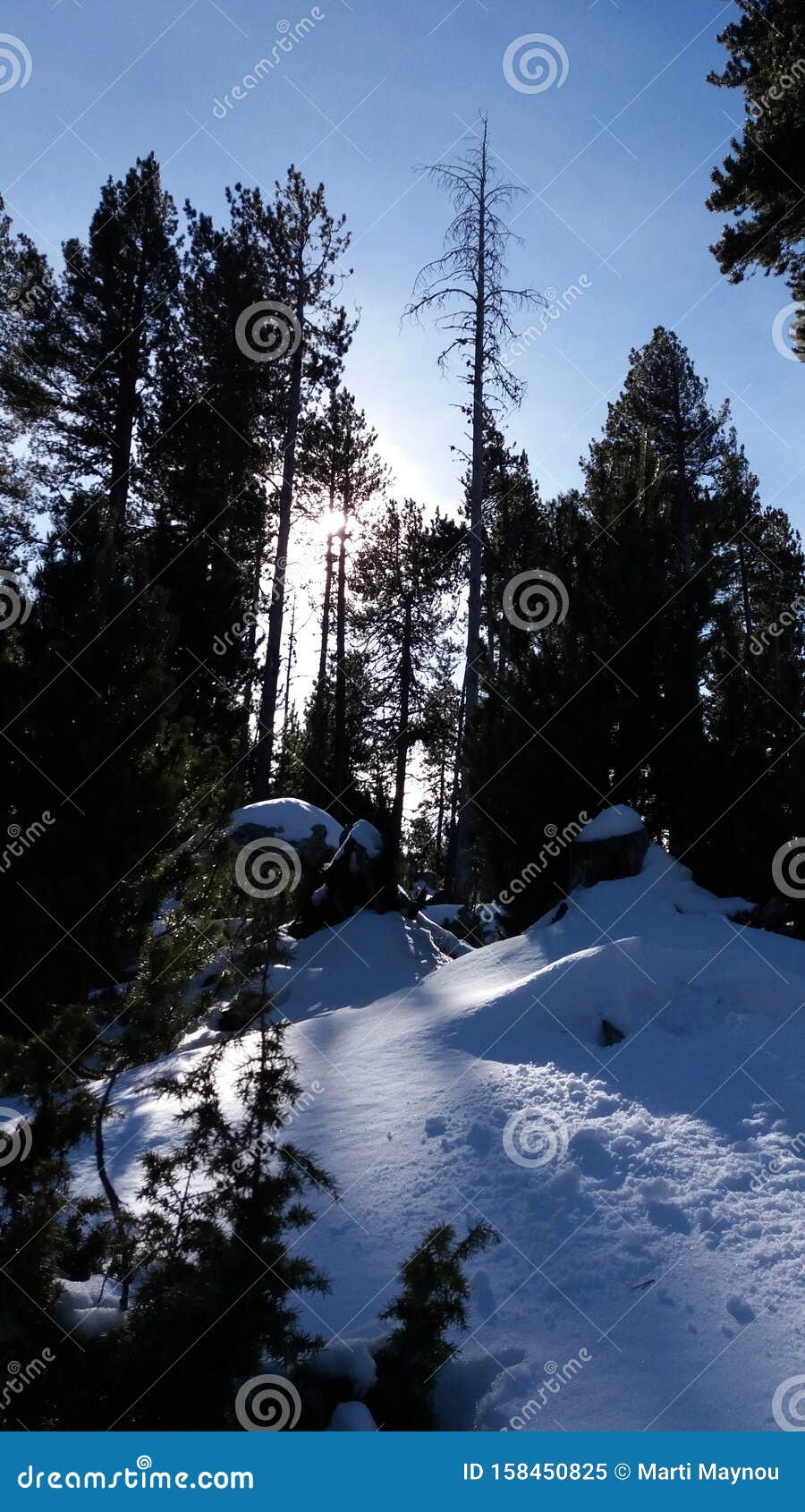 Snowy Forest between Broken Branches of Trees in a Typical Winter Image ...