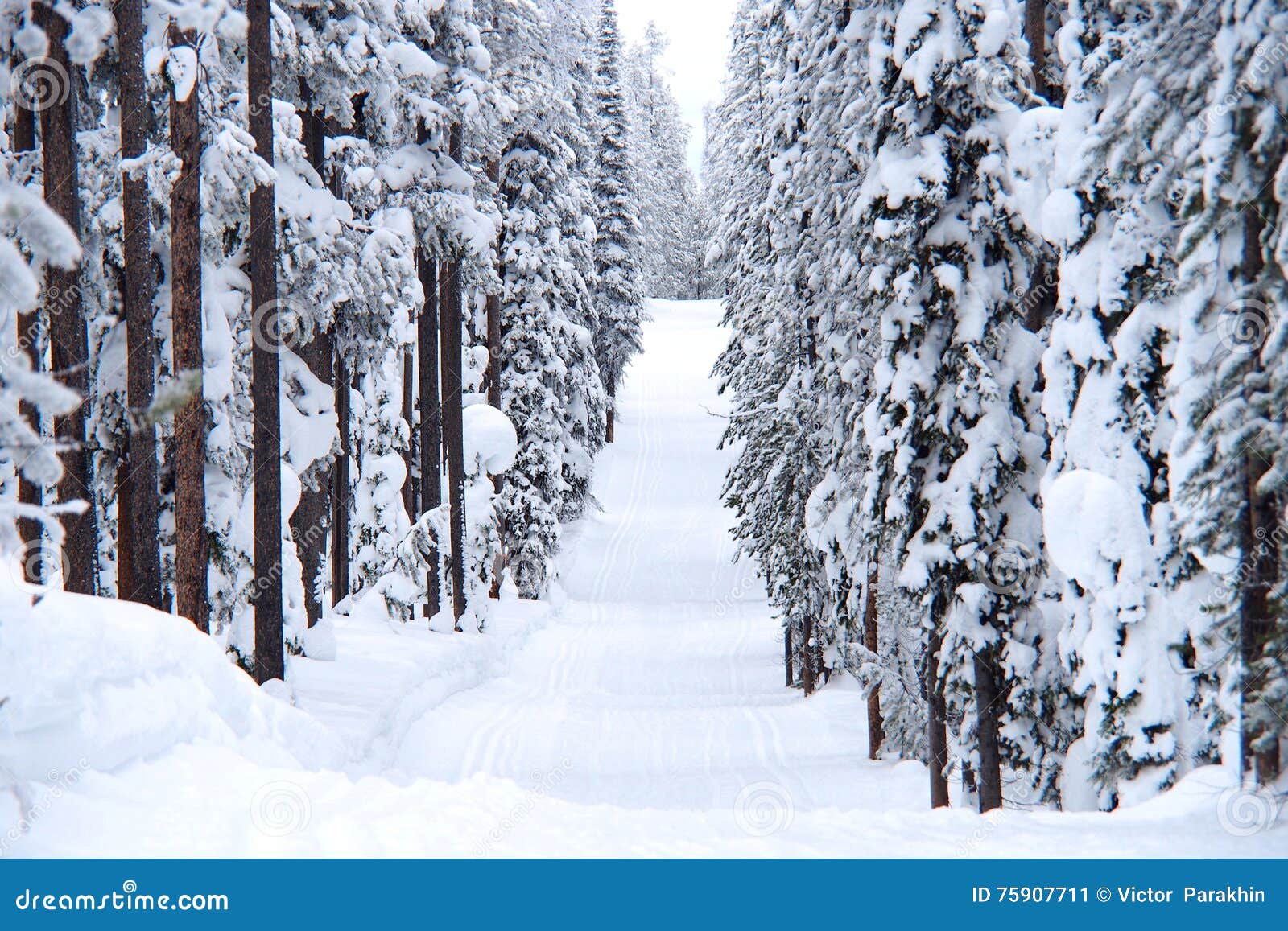 Snowy forest stock image. Image of wilderness, winter - 75907711