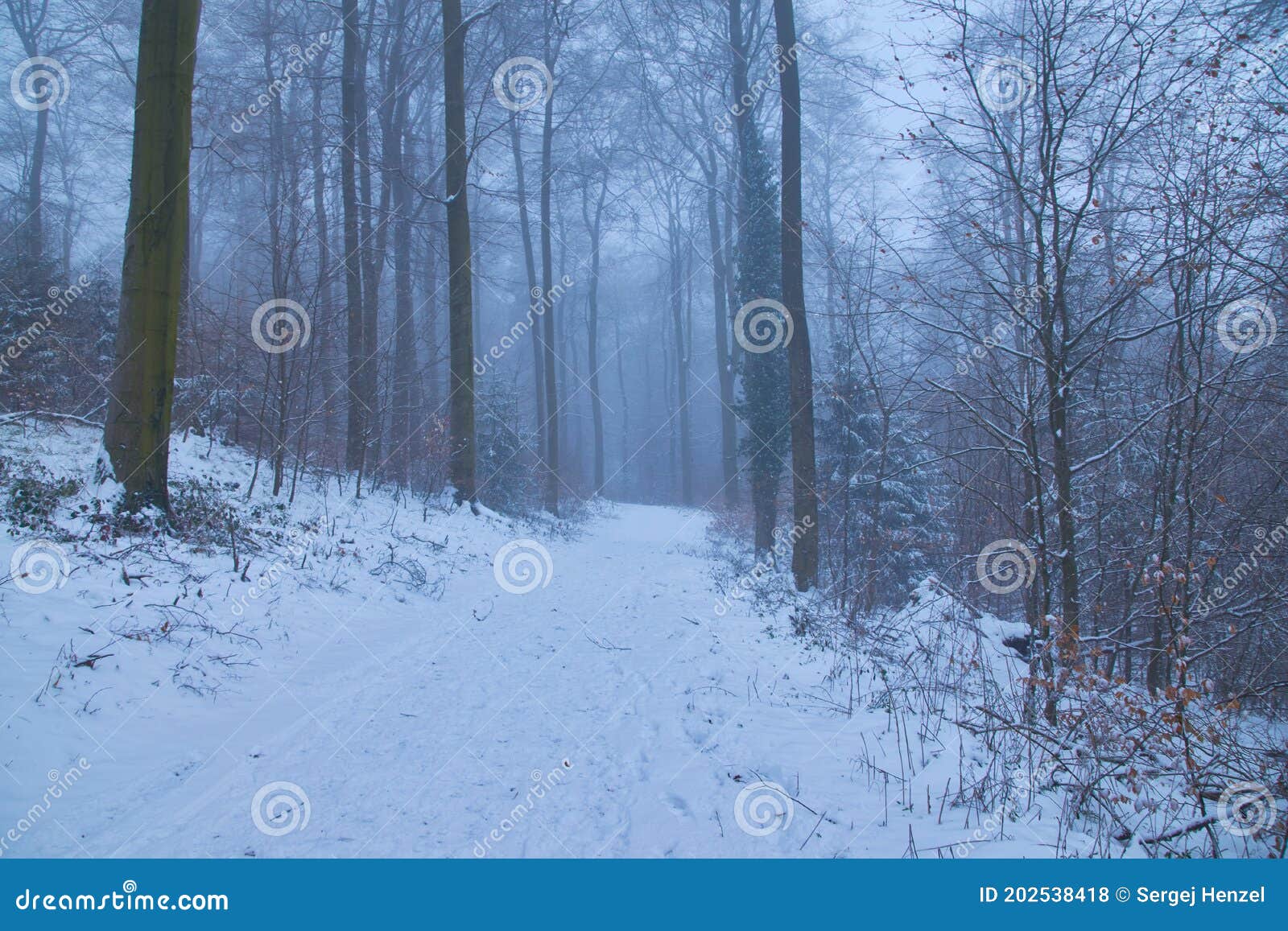 Snowy Forest with Covered Trees and Hiking Trail Stock Photo - Image of ...