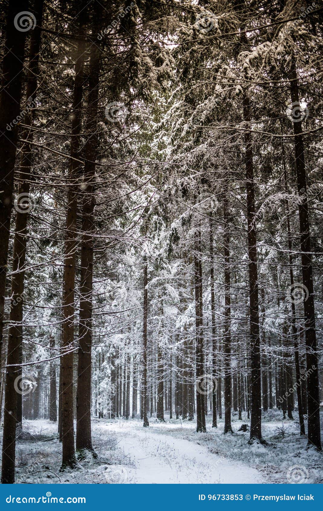 Snowy forest stock image. Image of dutch, creepy, peaceful - 96733853