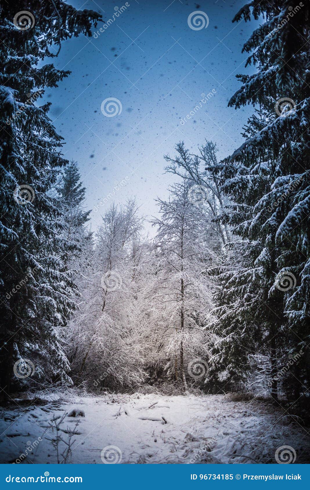 Snowy forest stock image. Image of skittish, mystery - 96734185