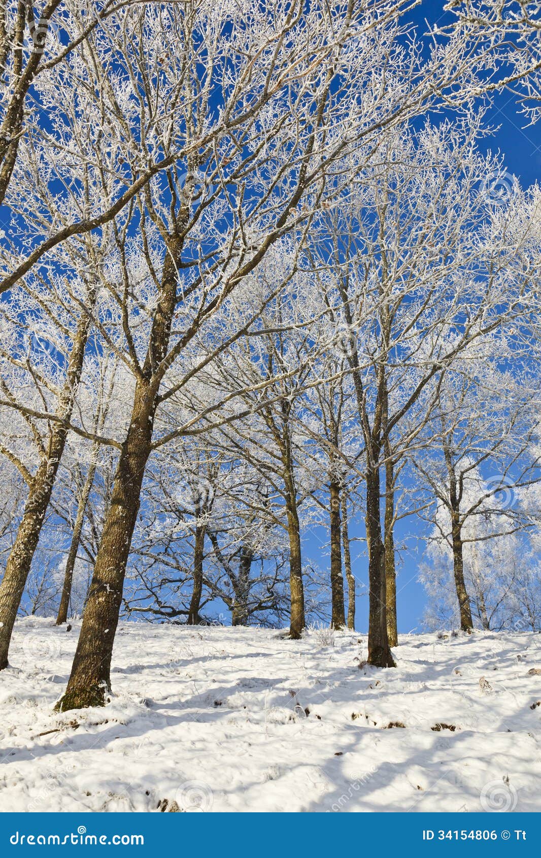 Snowy Forest with Deciduous Trees Stock Photo - Image of country, hill ...