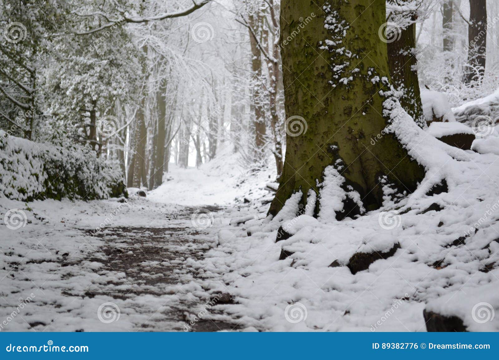 Snowy Forest Floor stock photo. Image of woods, peaceful - 89382776