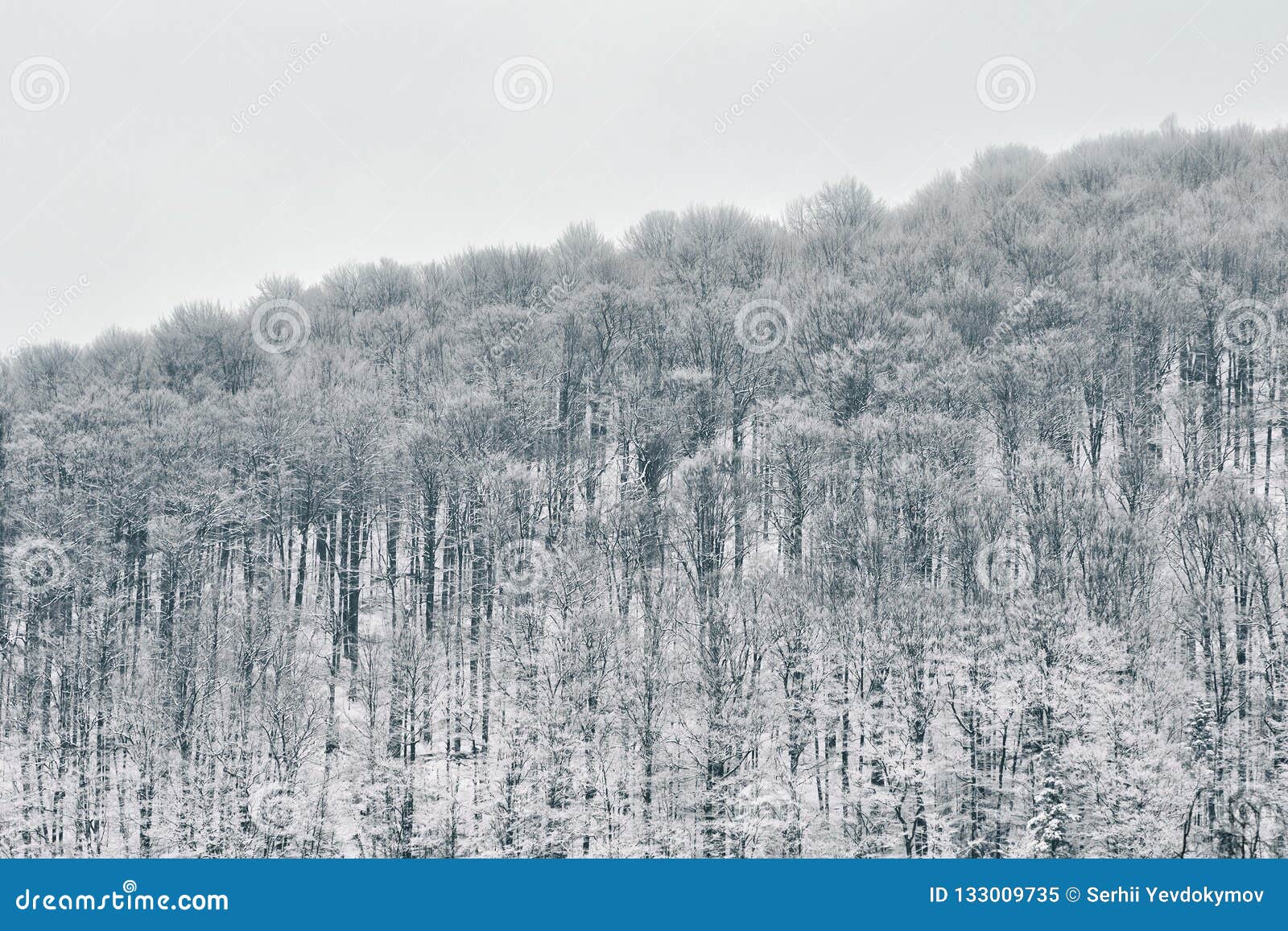 Snowy Forest on the Hill. Winter Landscape Stock Image - Image of ...