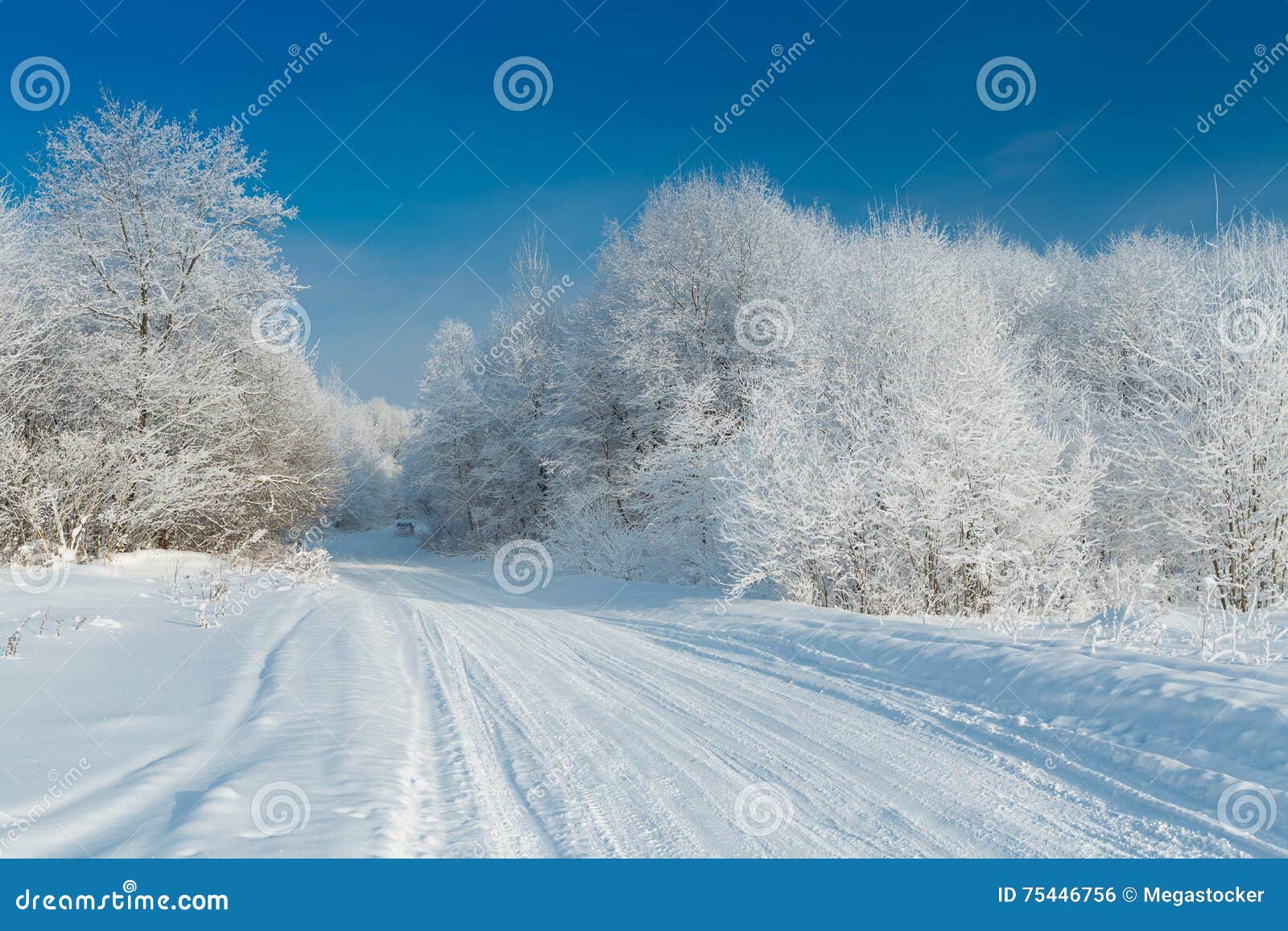 The Snowy Forest in January Stock Photo - Image of scenic, weather ...
