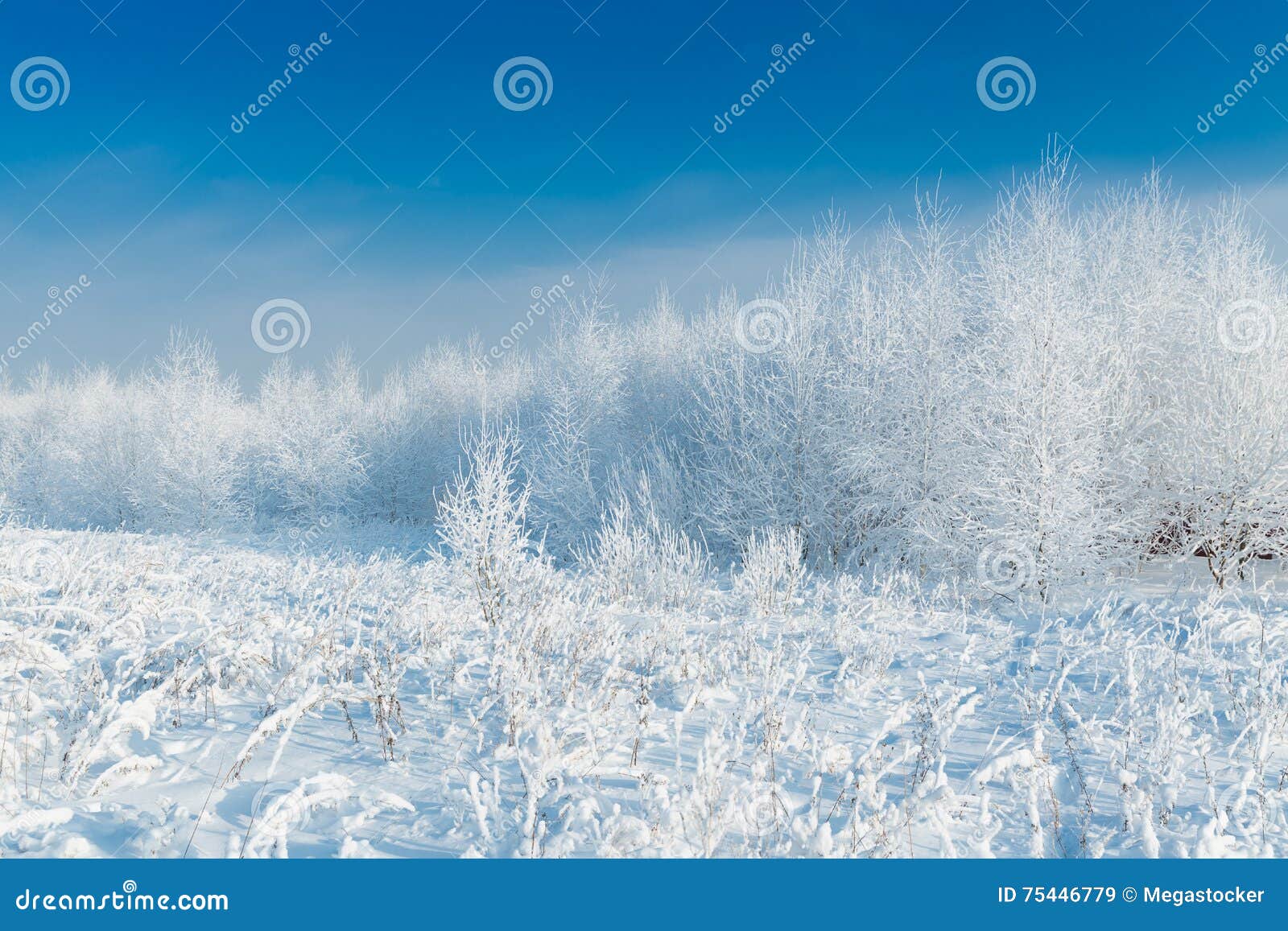 The Snowy Forest in January Stock Image - Image of forest, white: 75446779