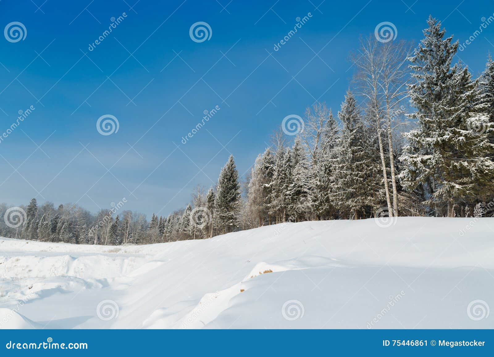 The Snowy Forest in January Stock Image - Image of snowy, january: 75446861
