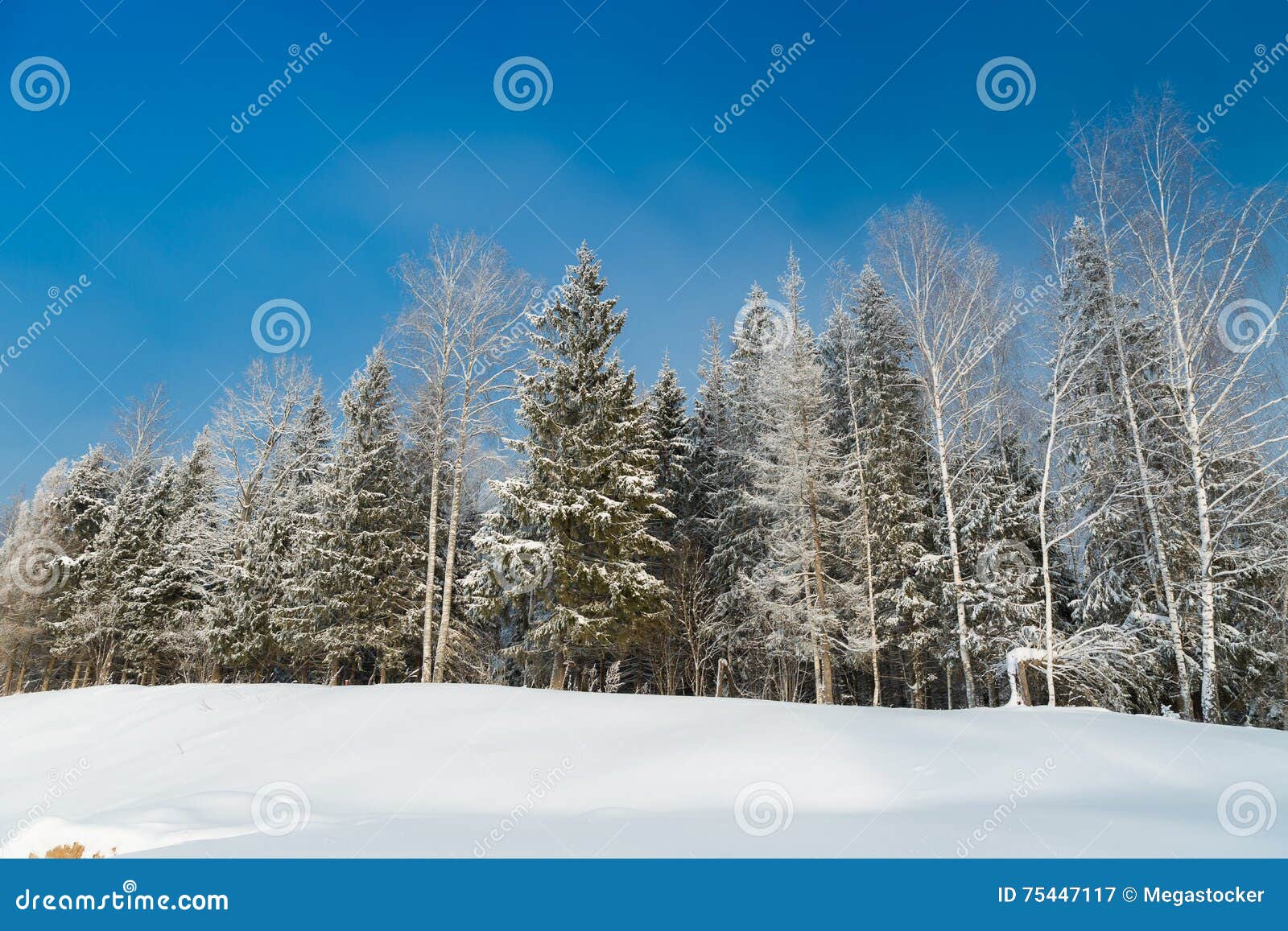 The Snowy Forest in January Stock Image - Image of snowfall, peaceful ...