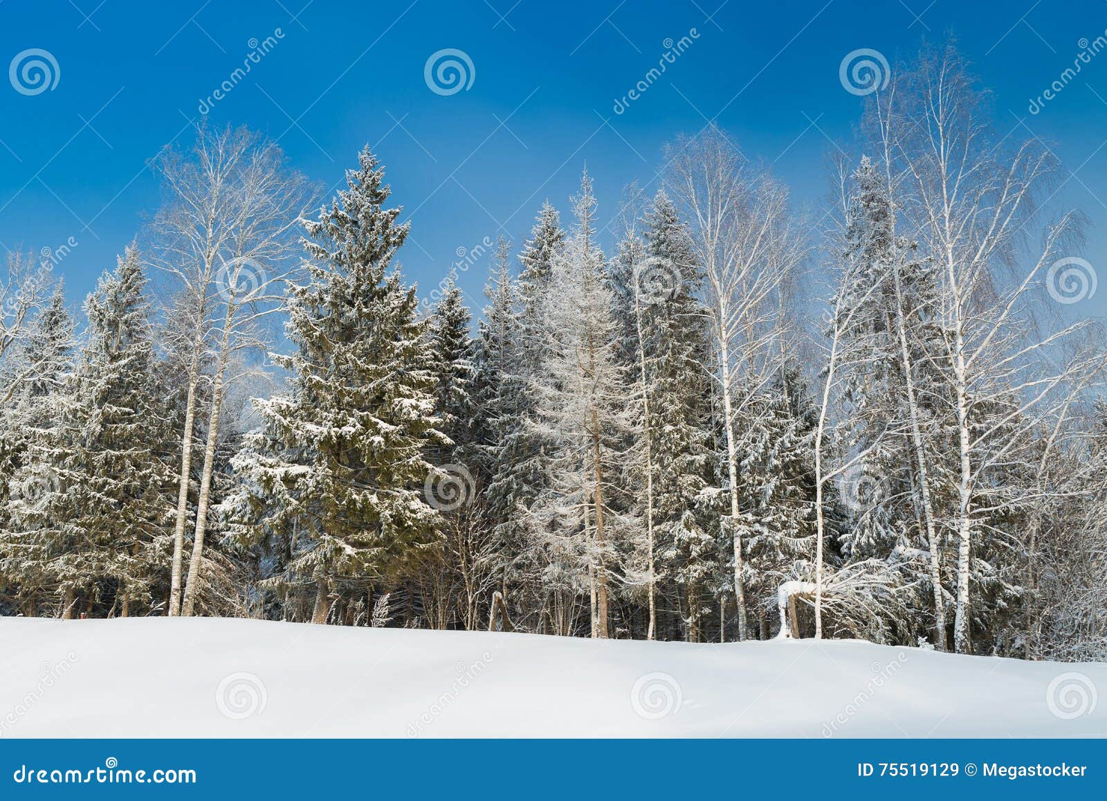 The Snowy Forest in January Stock Image - Image of snow, beautiful ...
