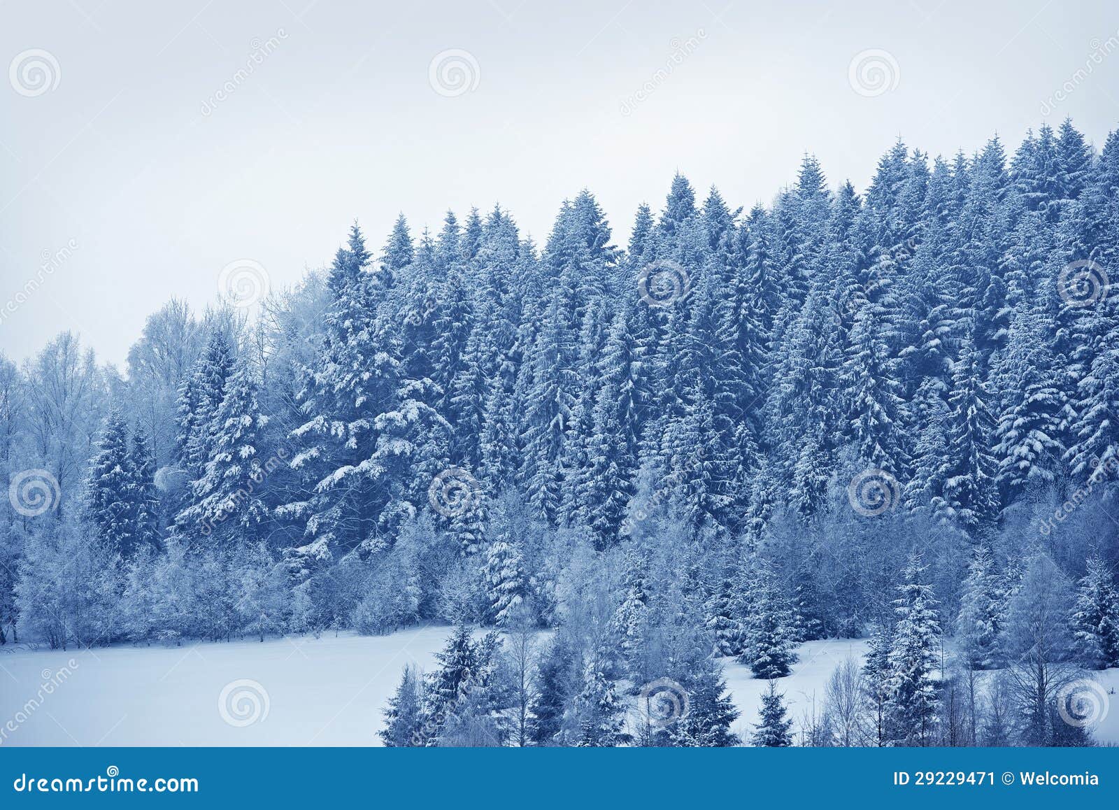 Snowy Forest Landscape stock image. Image of snowing - 29229471
