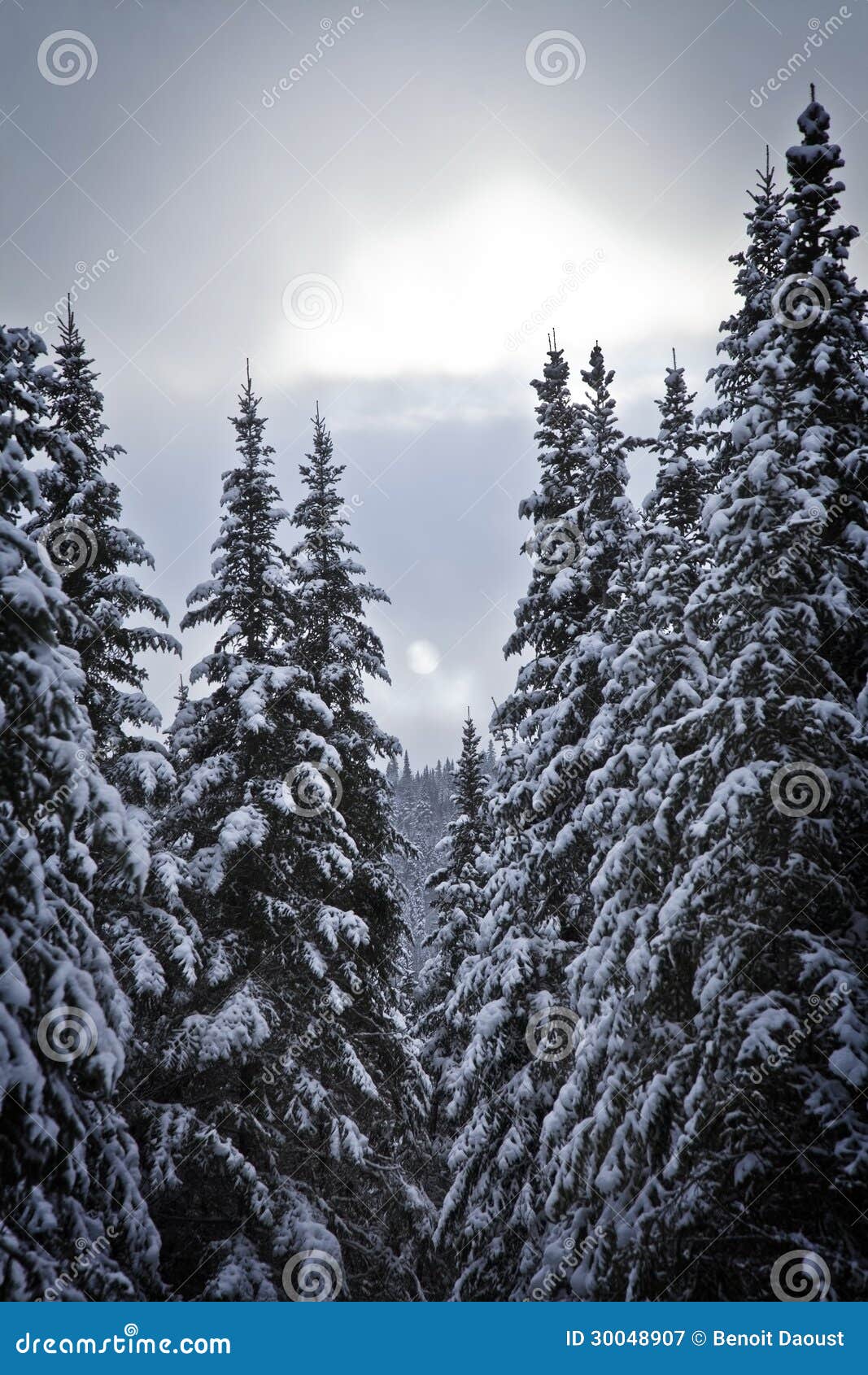Snowy forest stock image. Image of beauty, mountain, beautiful - 30048907
