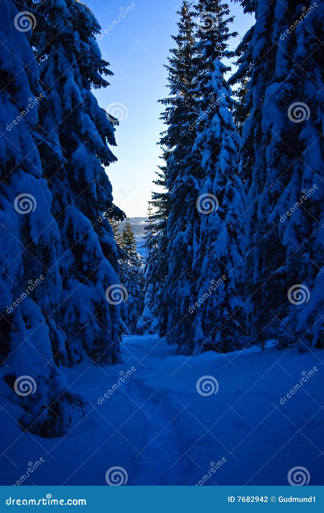 Snowy Forest Path stock photo. Image of winter, frozen - 7682942
