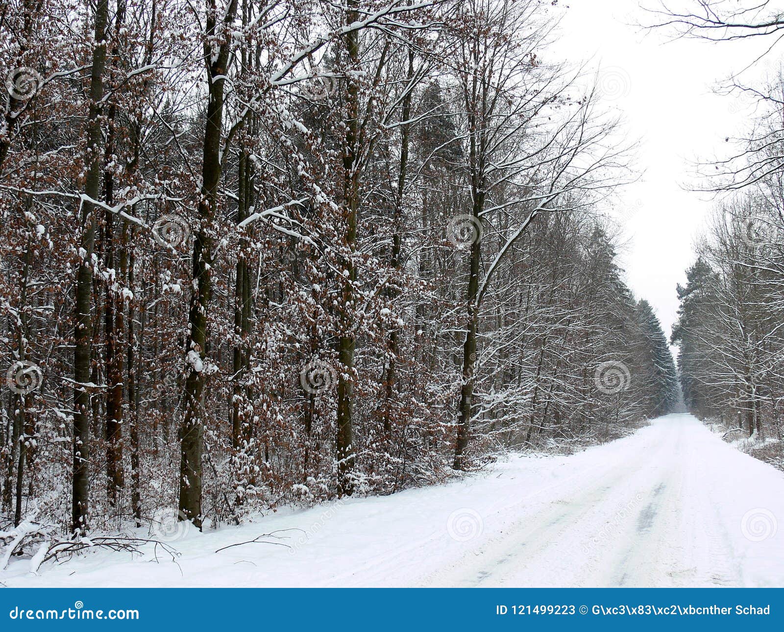 Snowy Forest Path in Winter Stock Image - Image of hiking, snow: 121499223