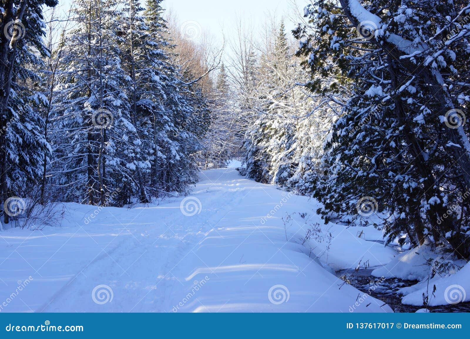 Snowy Forest Path in Winter Stock Image - Image of front, snow: 137617017