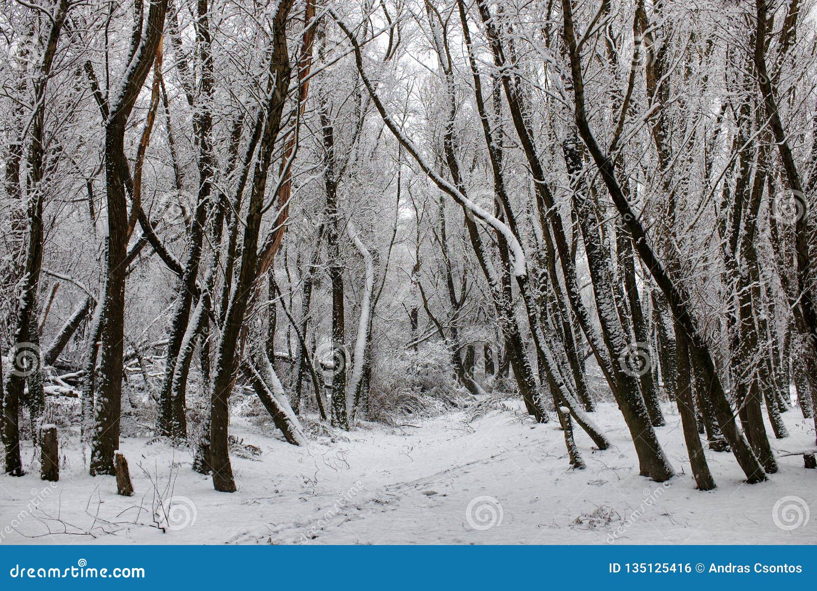 Snowy Forest with a Pathway Stock Photo - Image of natural, season ...