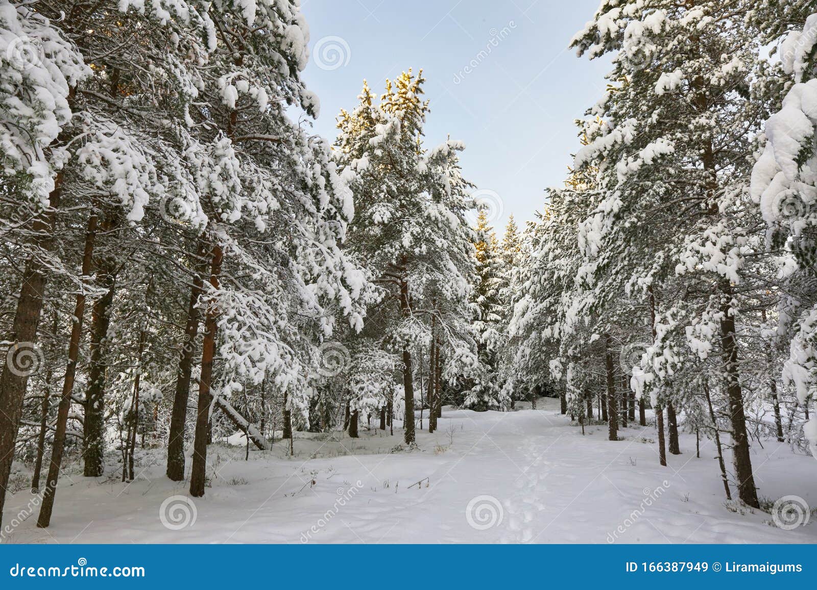 Snowy forest stock image. Image of snow, weather, landscape - 166387949