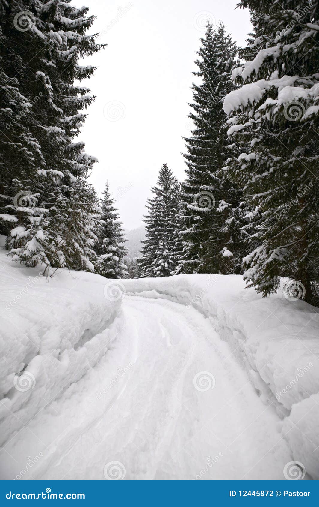 Snowy forest road stock photo. Image of needle, season - 12445872
