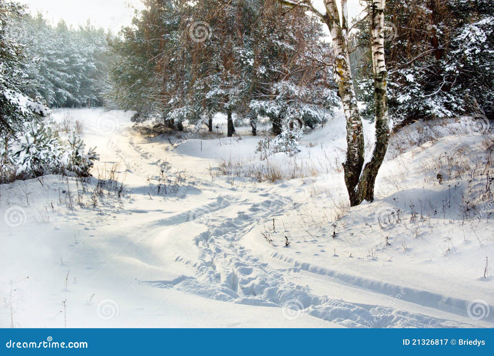 Snowy forest road stock image. Image of scene, country - 21326817