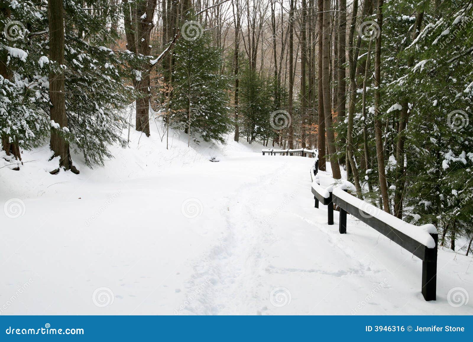Snowy Forest Road stock photo. Image of chill, forest - 3946316
