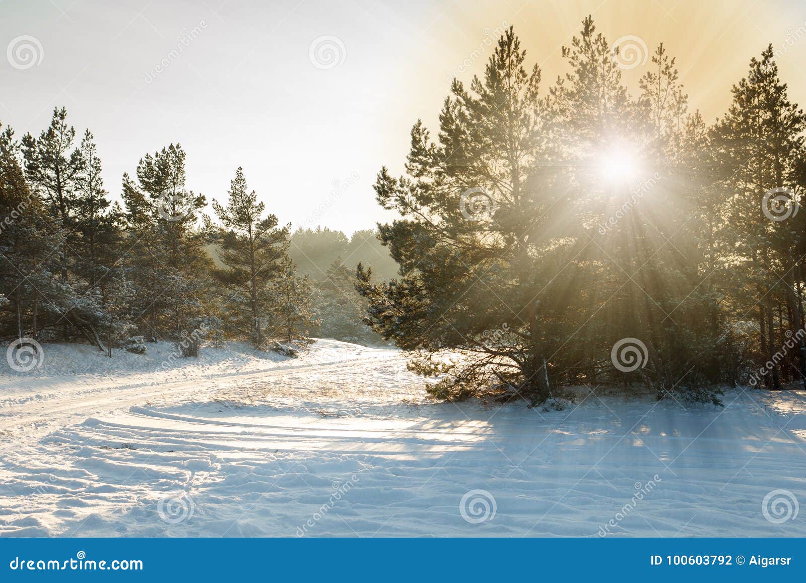 Snowy forest scene stock photo. Image of wonderland - 100603792