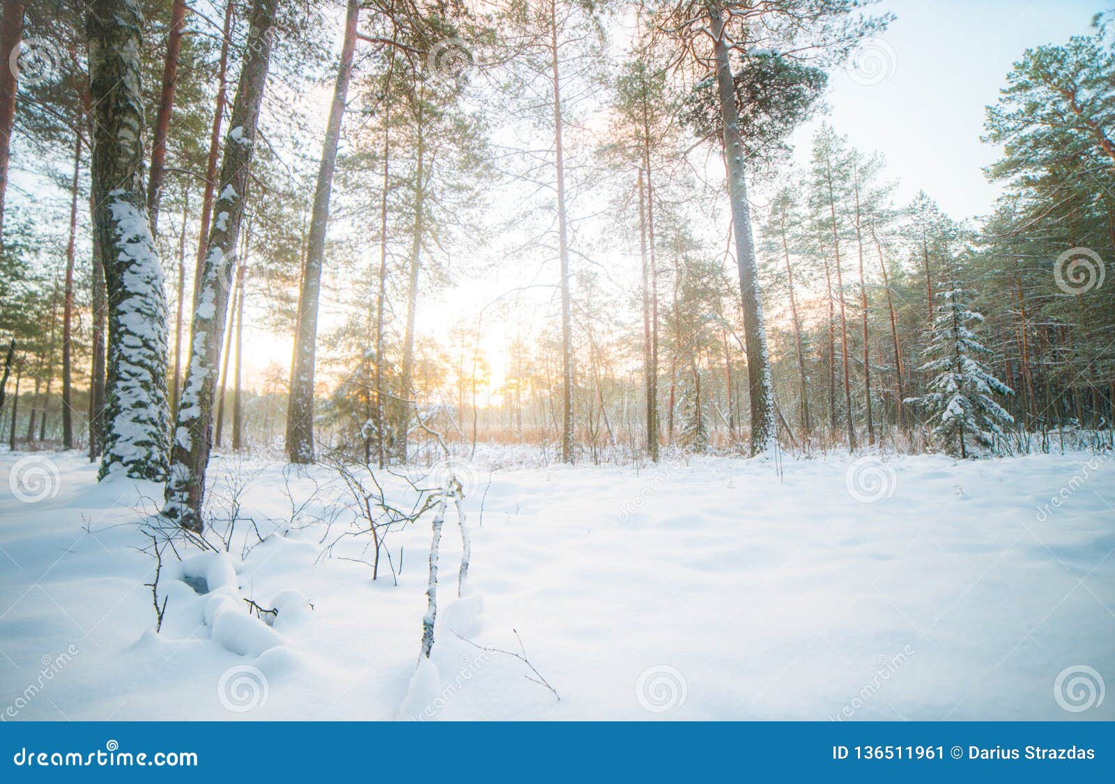 Snowy forest stock image. Image of scene, climate, scenic - 136511961