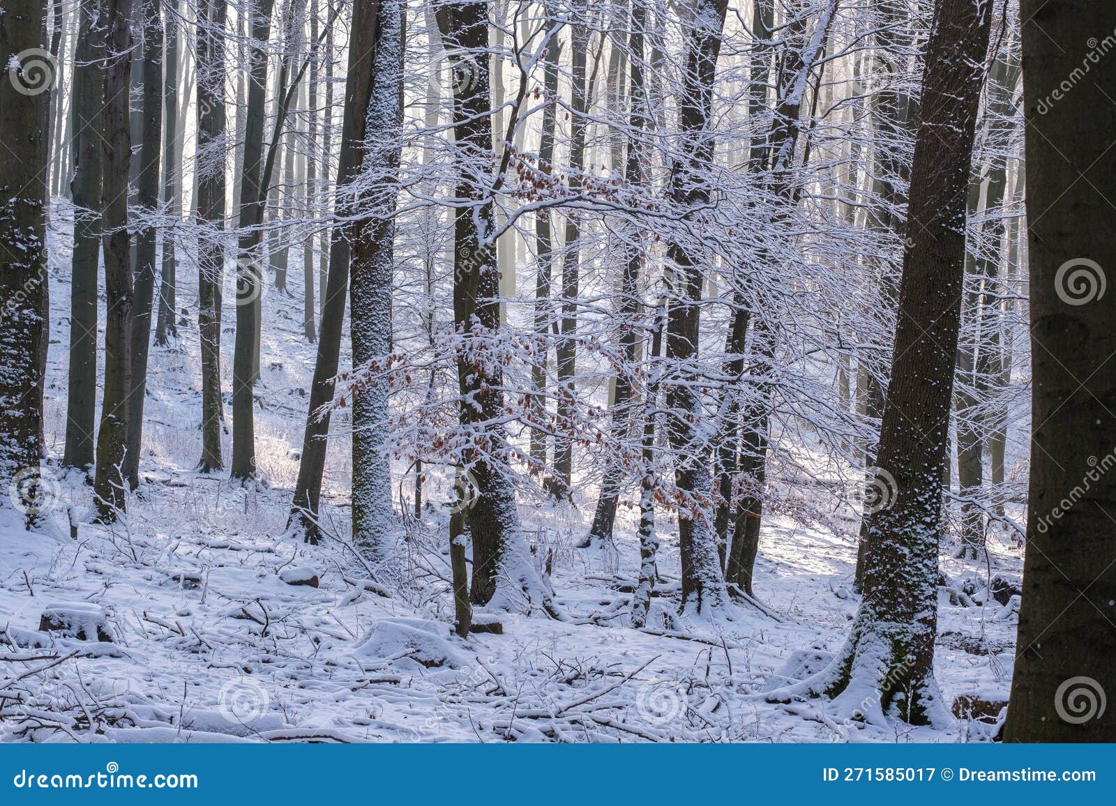 Snowy Forest with Soft Sunlight, Snow on the Branches of Old Beech ...