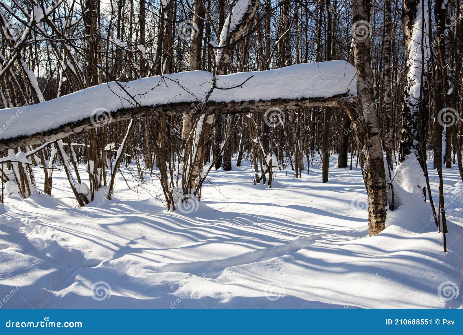 Snowy Forest on a Sunny Day after Heavy Snowfall Stock Image - Image of ...