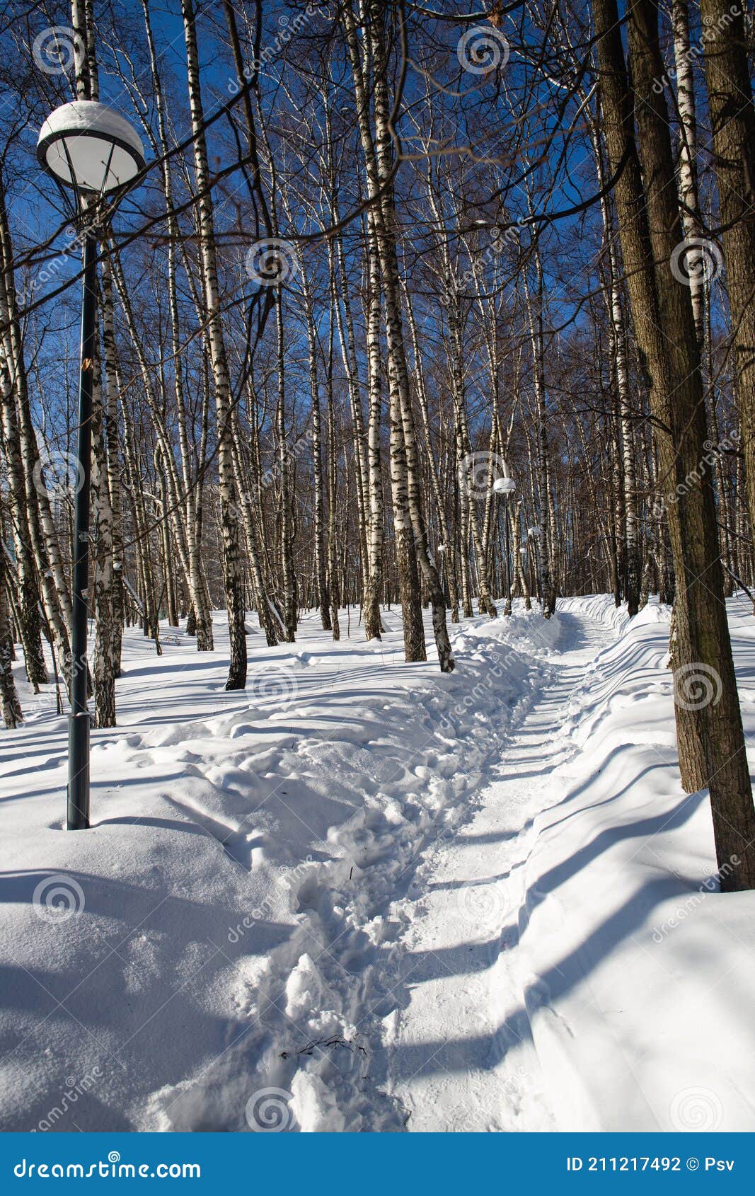 Snowy Forest on a Sunny Day after Heavy Snowfall Stock Photo - Image of ...
